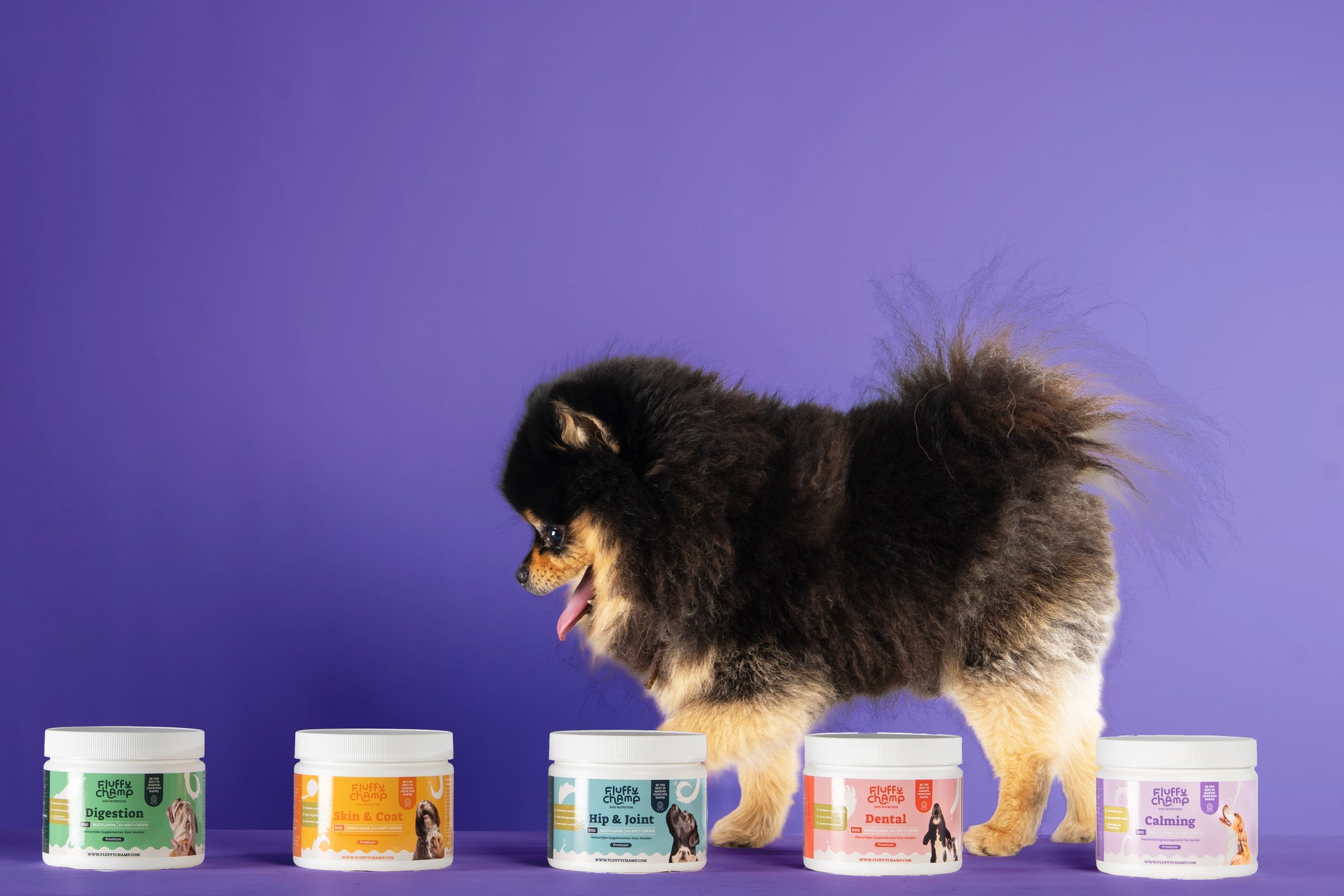 Ouderdom hond | Symptomen, zorg & natuurlijke supplementen